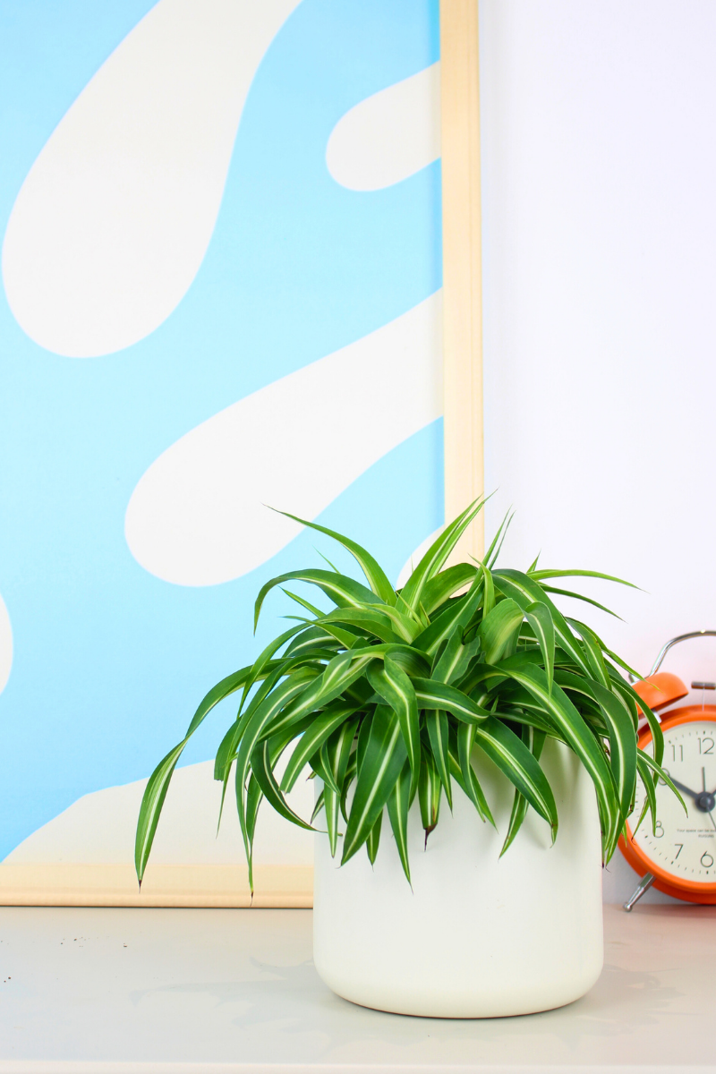 Curly Spider Plant – Zelen
