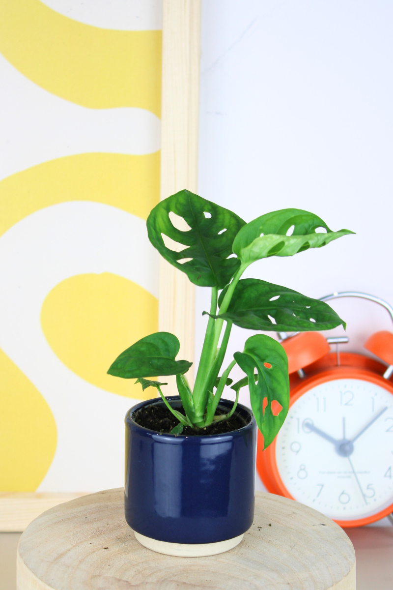 Lil Monkey Mask Plant – Zelen